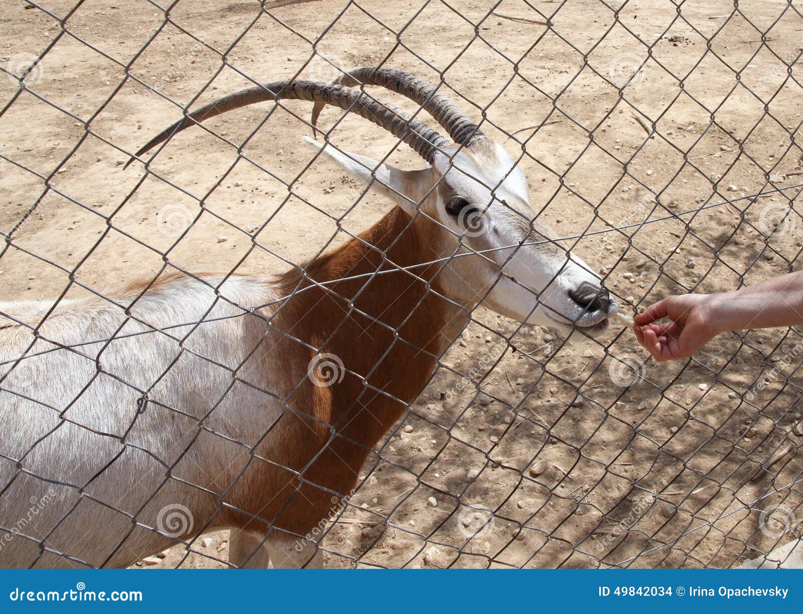 Feeding an Antelope at the Zoo Stock Photo - Image of food, horns: 49842034
