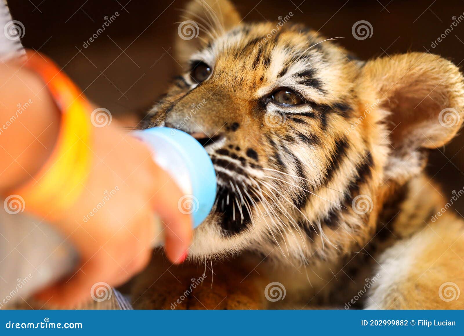 Feeding a Baby Tiger with Plastic Bottle at the Zoo Stock Photo - Image ...