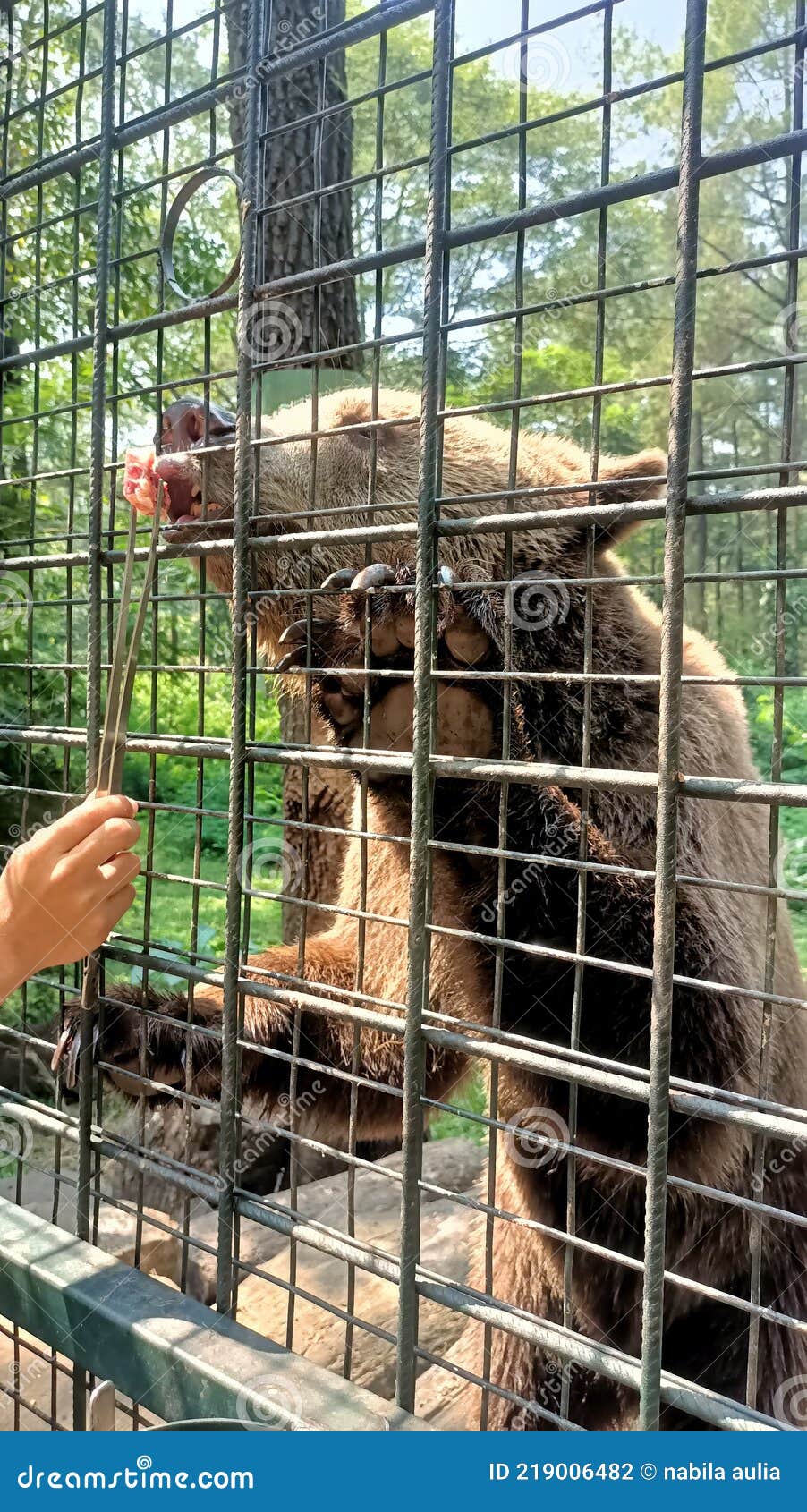 Feeding a bear stock photo. Image of animal, primate - 219006482
