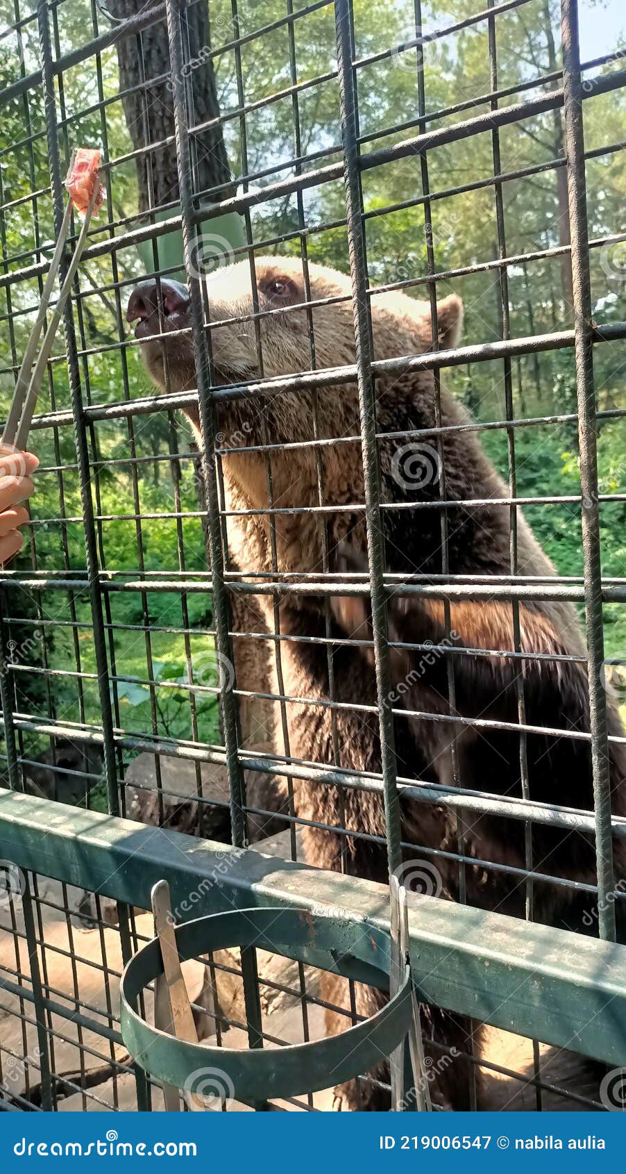 Feeding a bear stock image. Image of bird, wildlife - 219006547