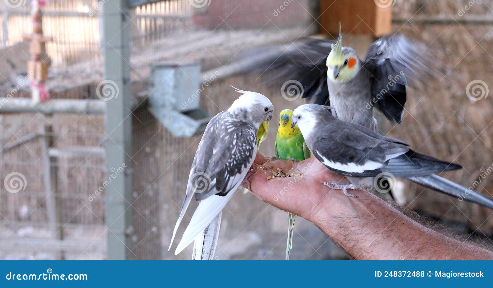 Feeding Beautiful Parrots by Hand. Little Birds Eat from the Hand ...