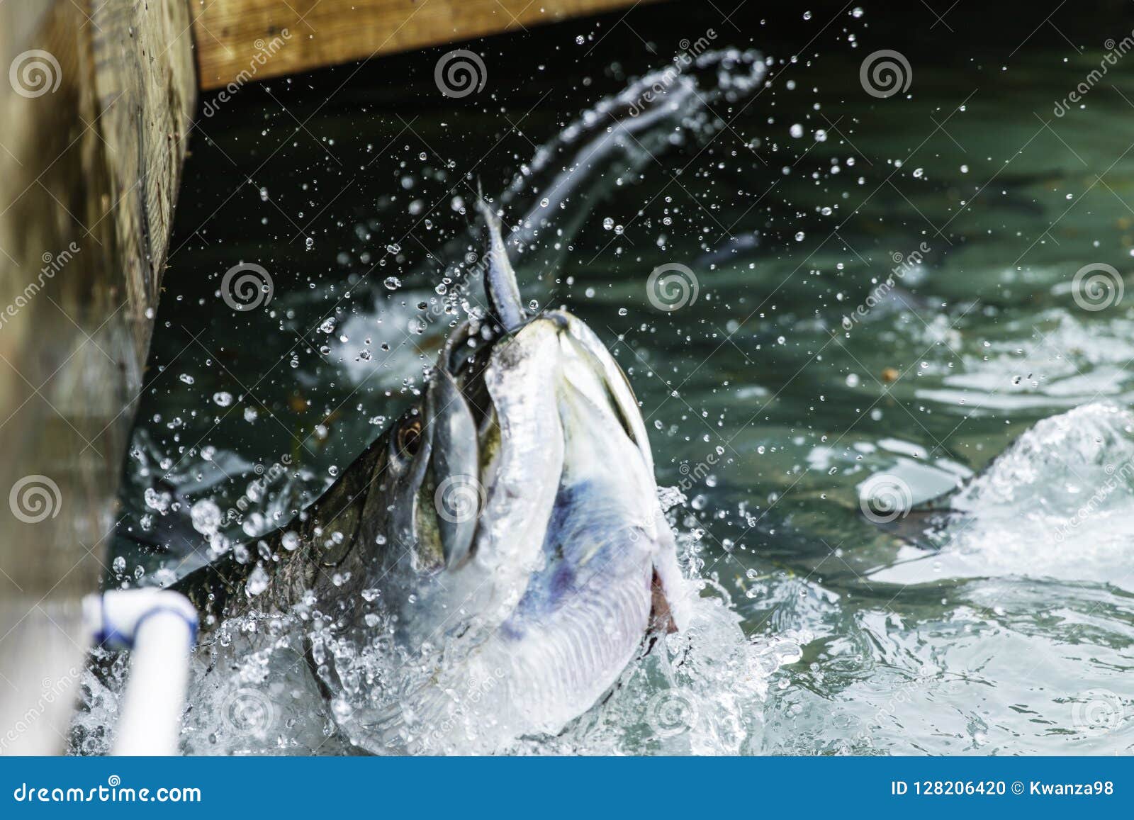 Feeding Big Tarpon stock photo. Image of tarpon, feeding - 128206420