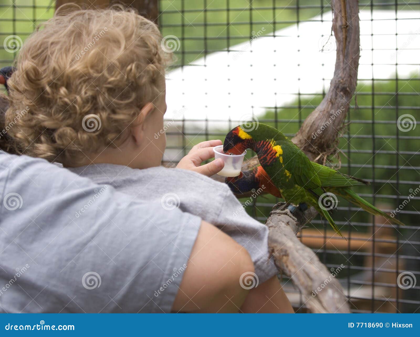 Feeding Bird stock photo. Image of youth, feather, bird - 7718690