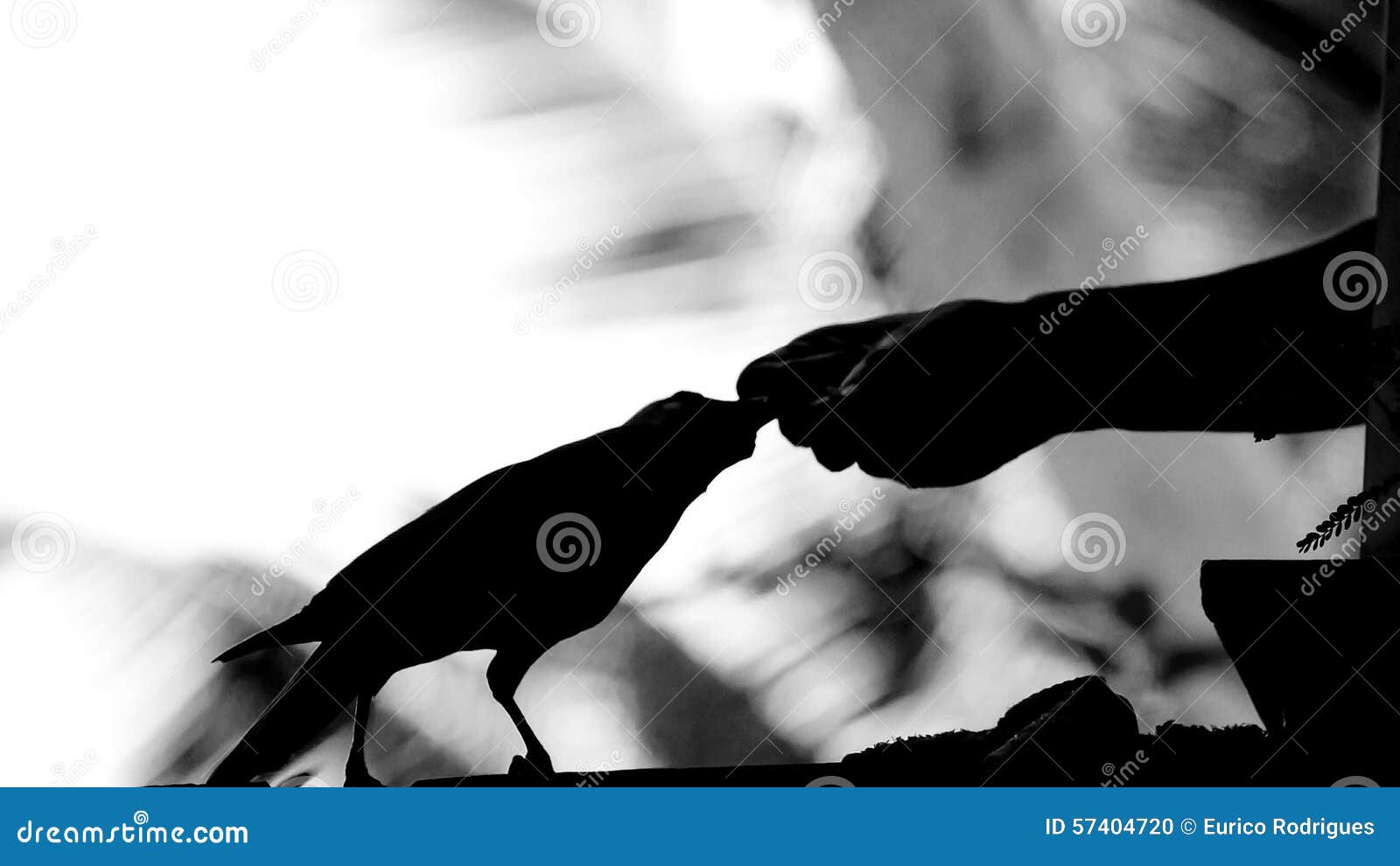 Feeding a bird - editorial image. Image of feeding, crow - 57404720