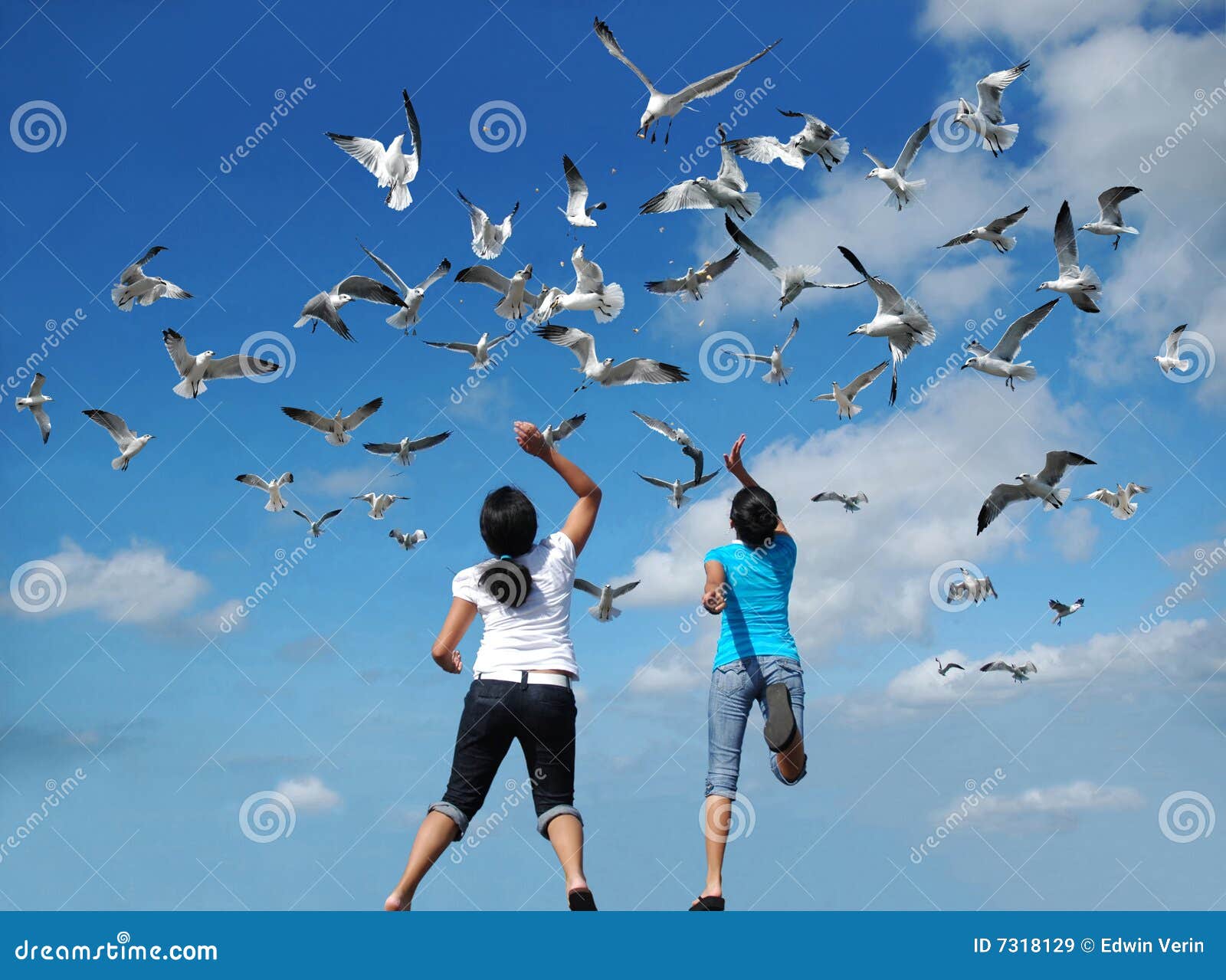 Feeding the Birds stock image. Image of feed, predator - 7318129