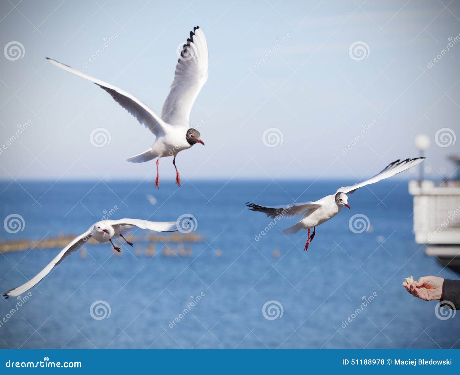 Feeding Birds, Hand with Piece of Bread Stock Photo - Image of ...