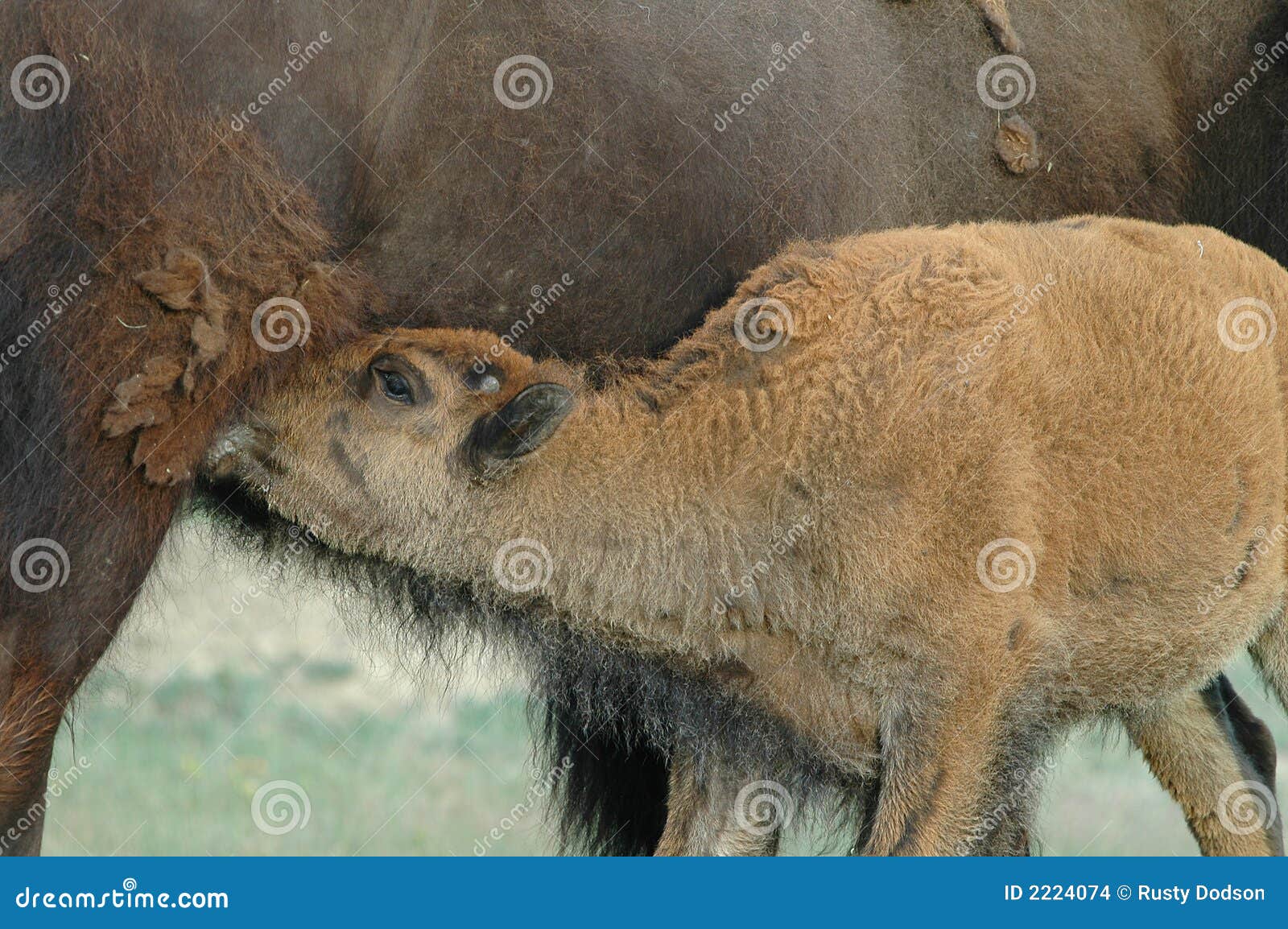 Feeding Bison Calf stock photo. Image of young, suckle - 2224074