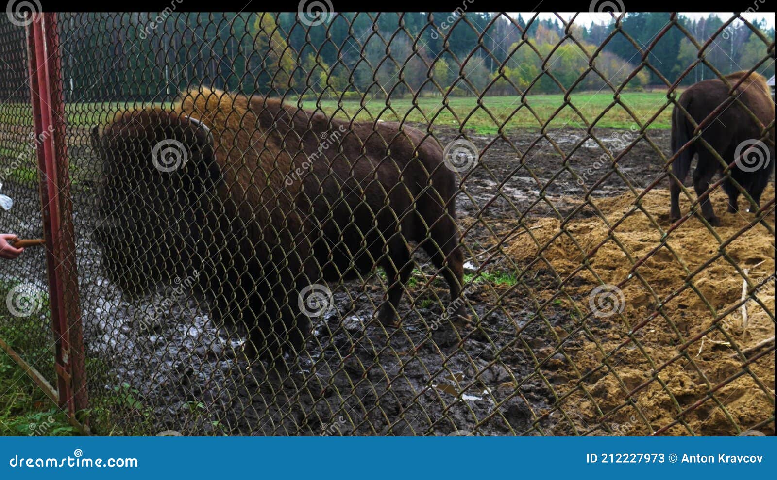 Feeding Bison in the Reserve. Stock Video - Video of bull, mammal ...