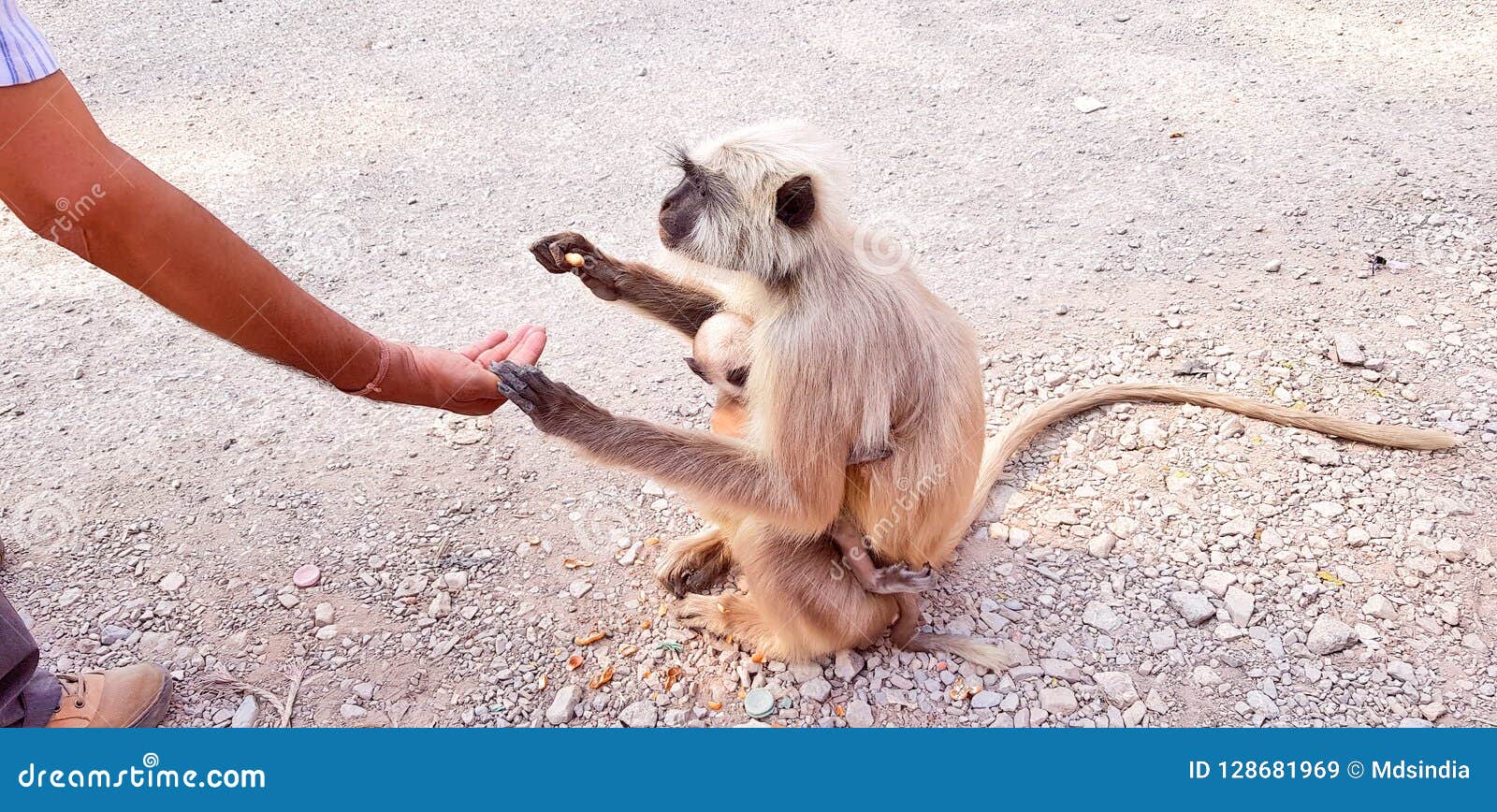 Feeding black mouth monkey stock image. Image of animal - 128681969