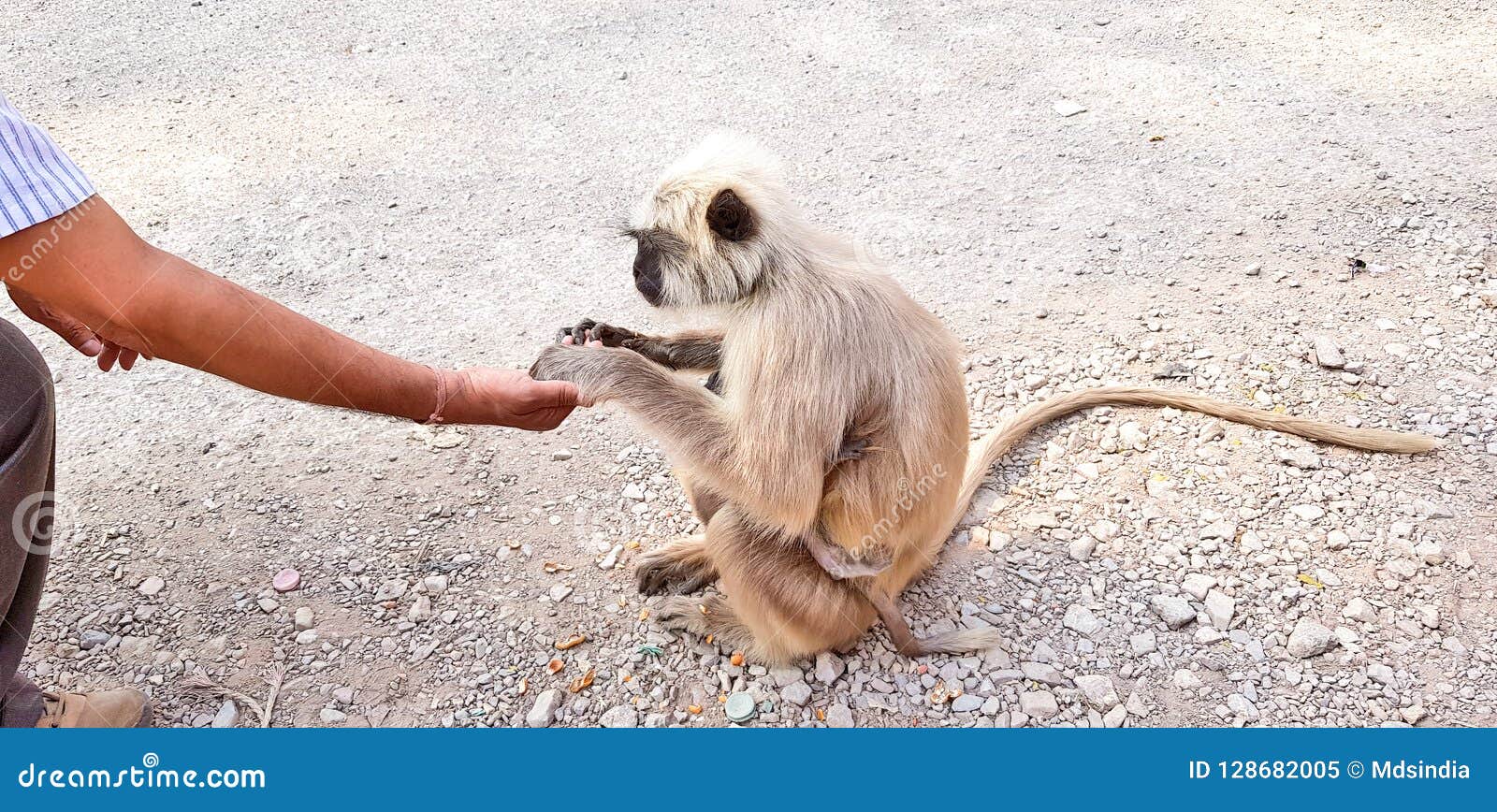 Feeding black mouth monkey stock image. Image of nature - 128682005