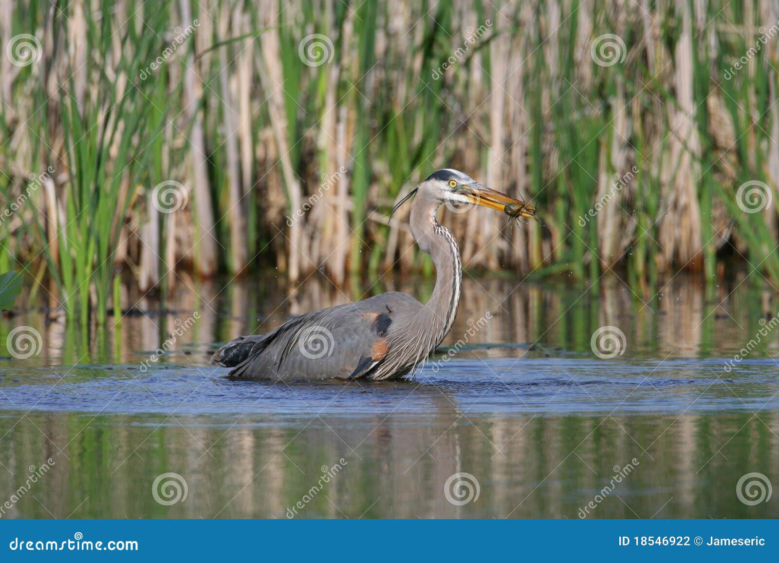 Feeding Blue Heron stock photo. Image of long, bird, saltwater - 18546922