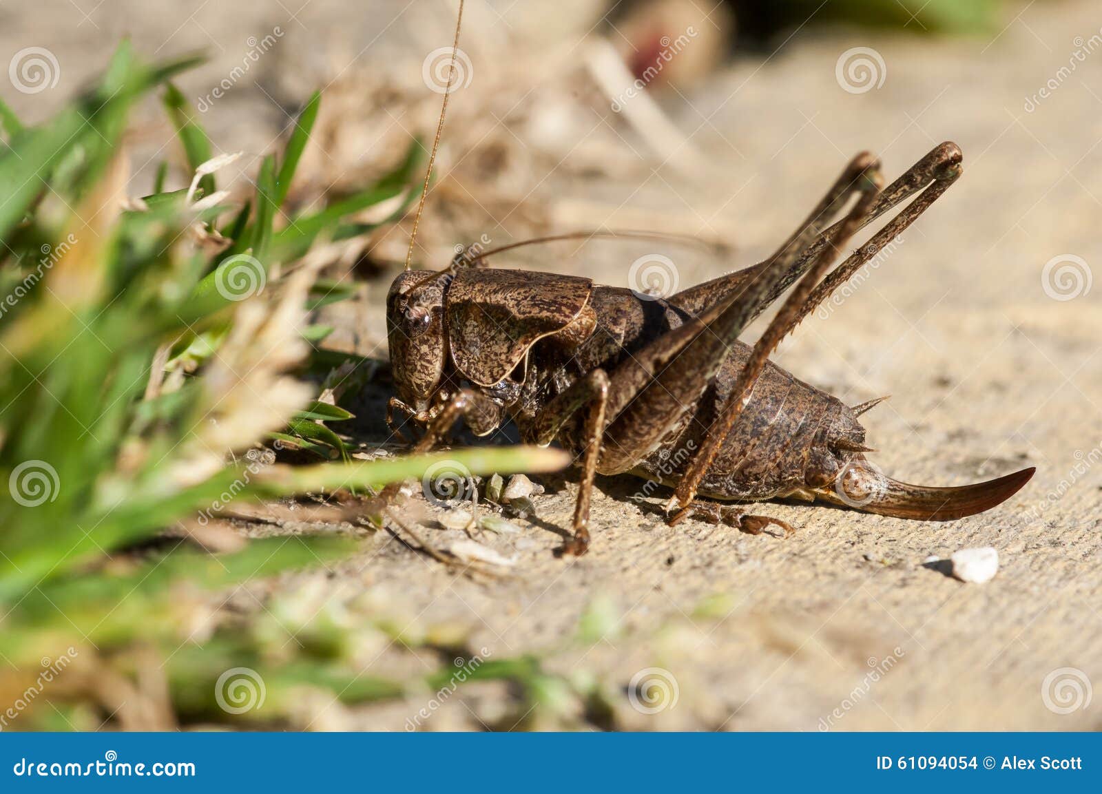 Feeding bush cricket stock photo. Image of field, dark - 61094054