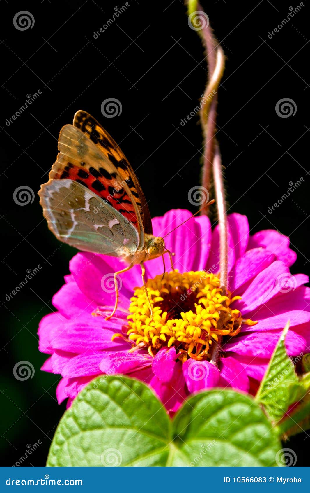 Feeding butterfly stock image. Image of feeding, environment - 10566083