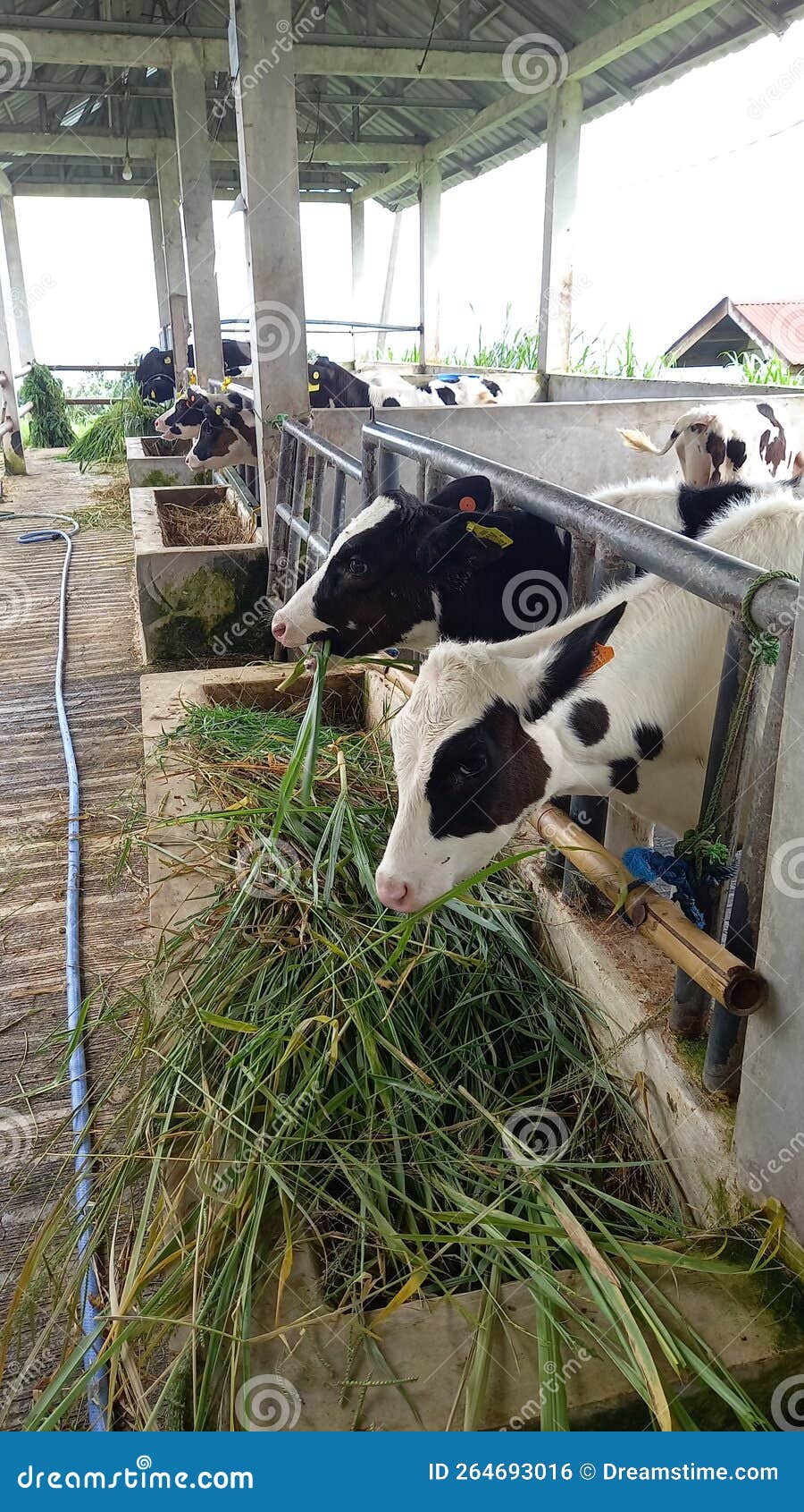 Feeding calf dairy farm stock photo. Image of calf, feeding - 264693016