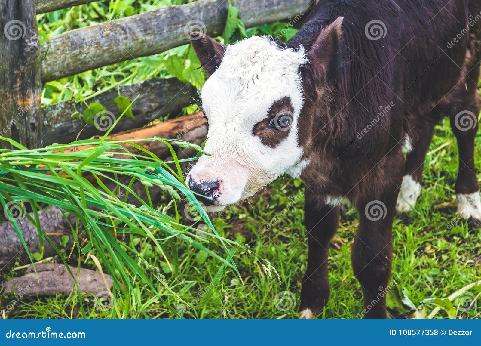 Feeding Calf Grass in the Pen, Village. Stock Photo - Image of face ...