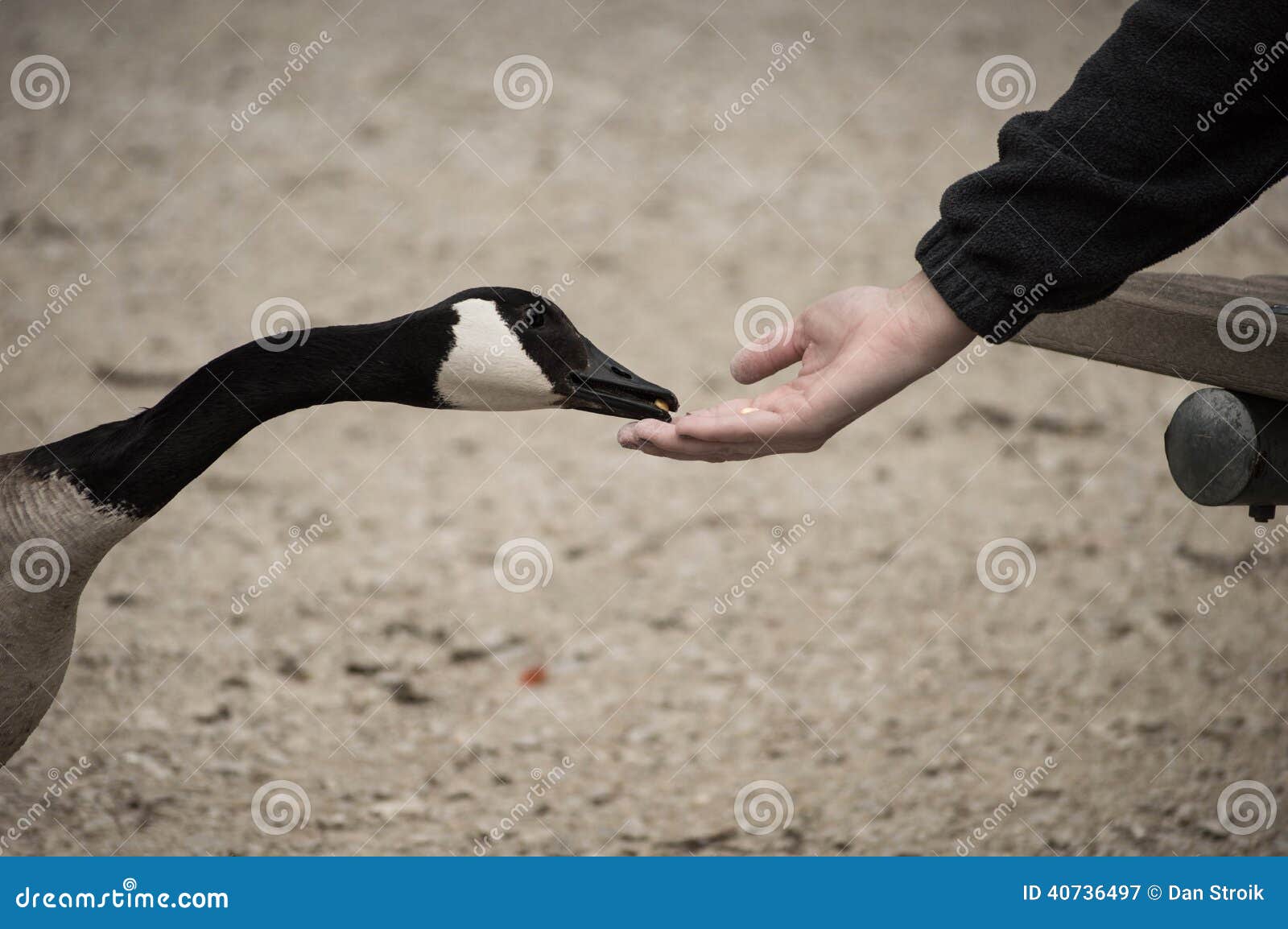 Feeding a Canadian goose. stock image. Image of nesting - 40736497