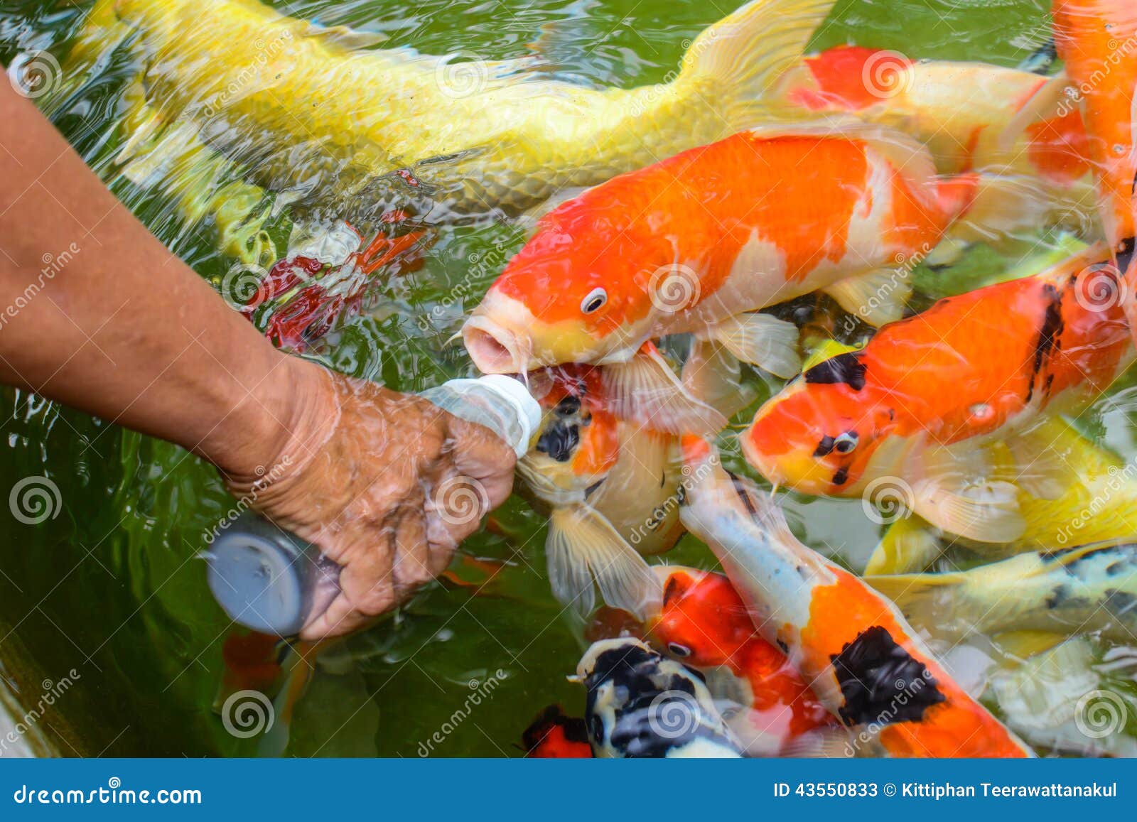 Feeding carp fish stock image. Image of black, pond, bottle - 43550833