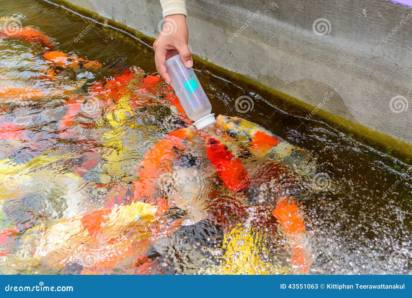 Feeding carp fish stock image. Image of beauty, japanese - 43551063