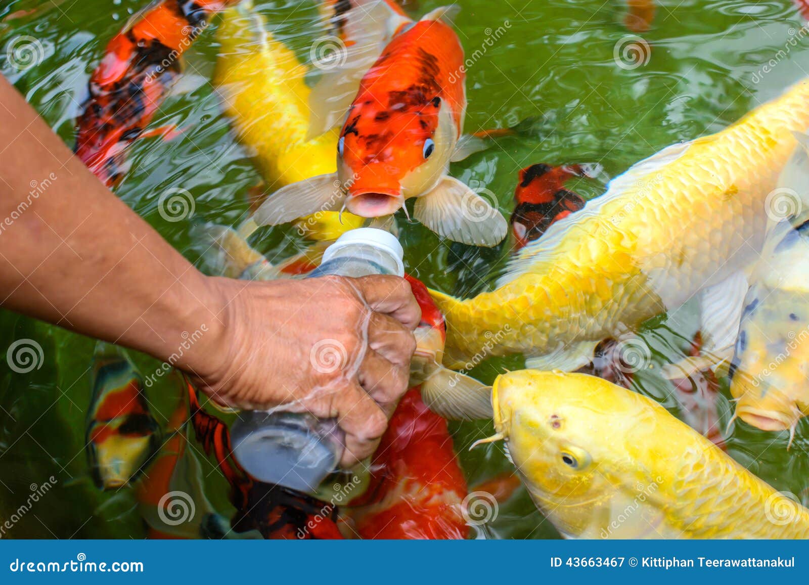 Feeding carp fish stock image. Image of fancy, fish, beautiful - 43663467