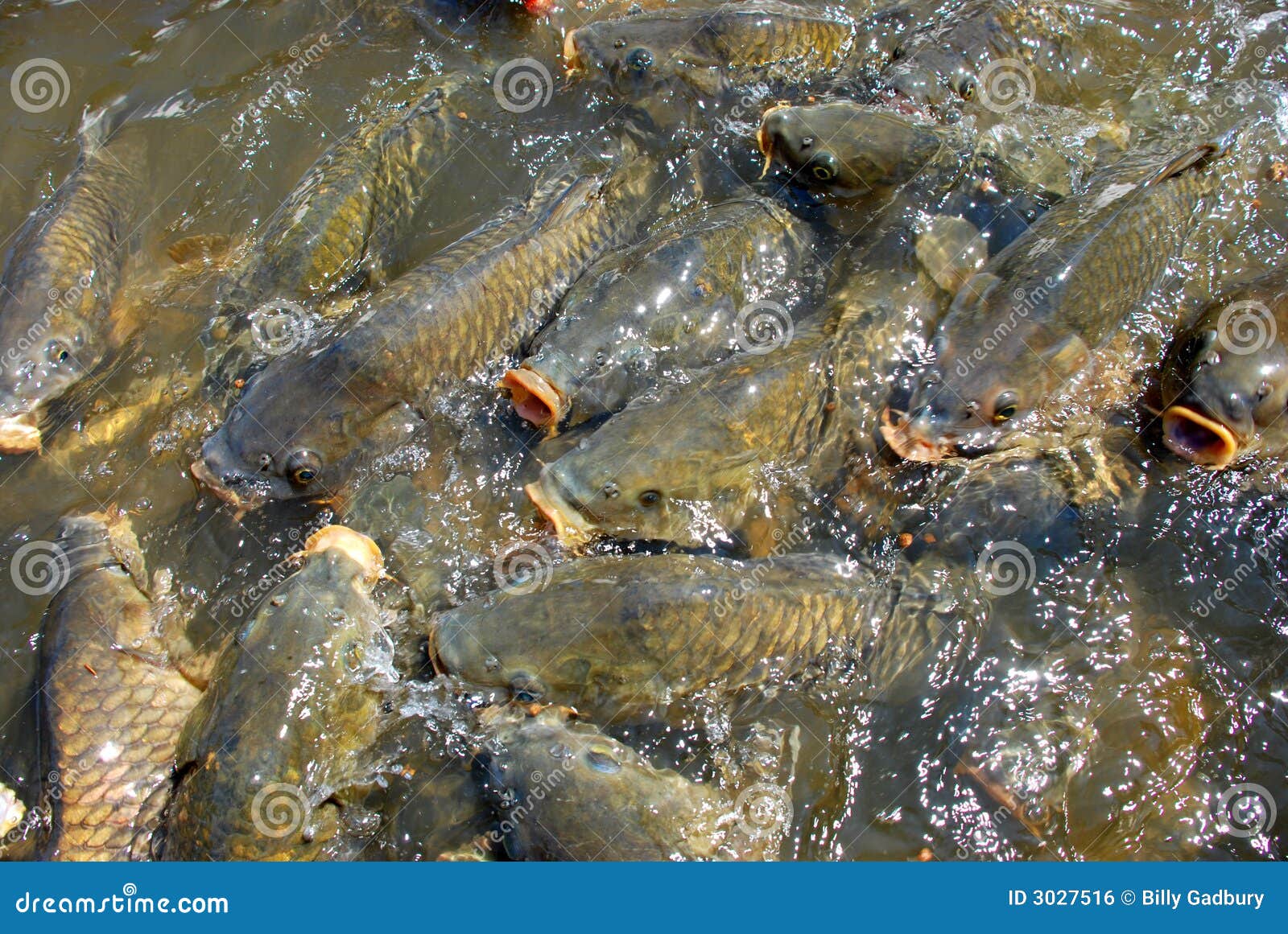 Feeding carp1 stock photo. Image of carp, fish, water - 3027516