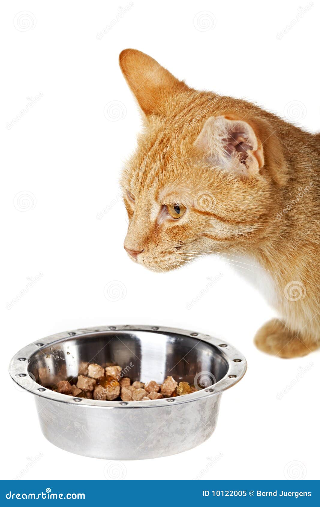 Feeding the cat stock image. Image of mammal, feeding - 10122005