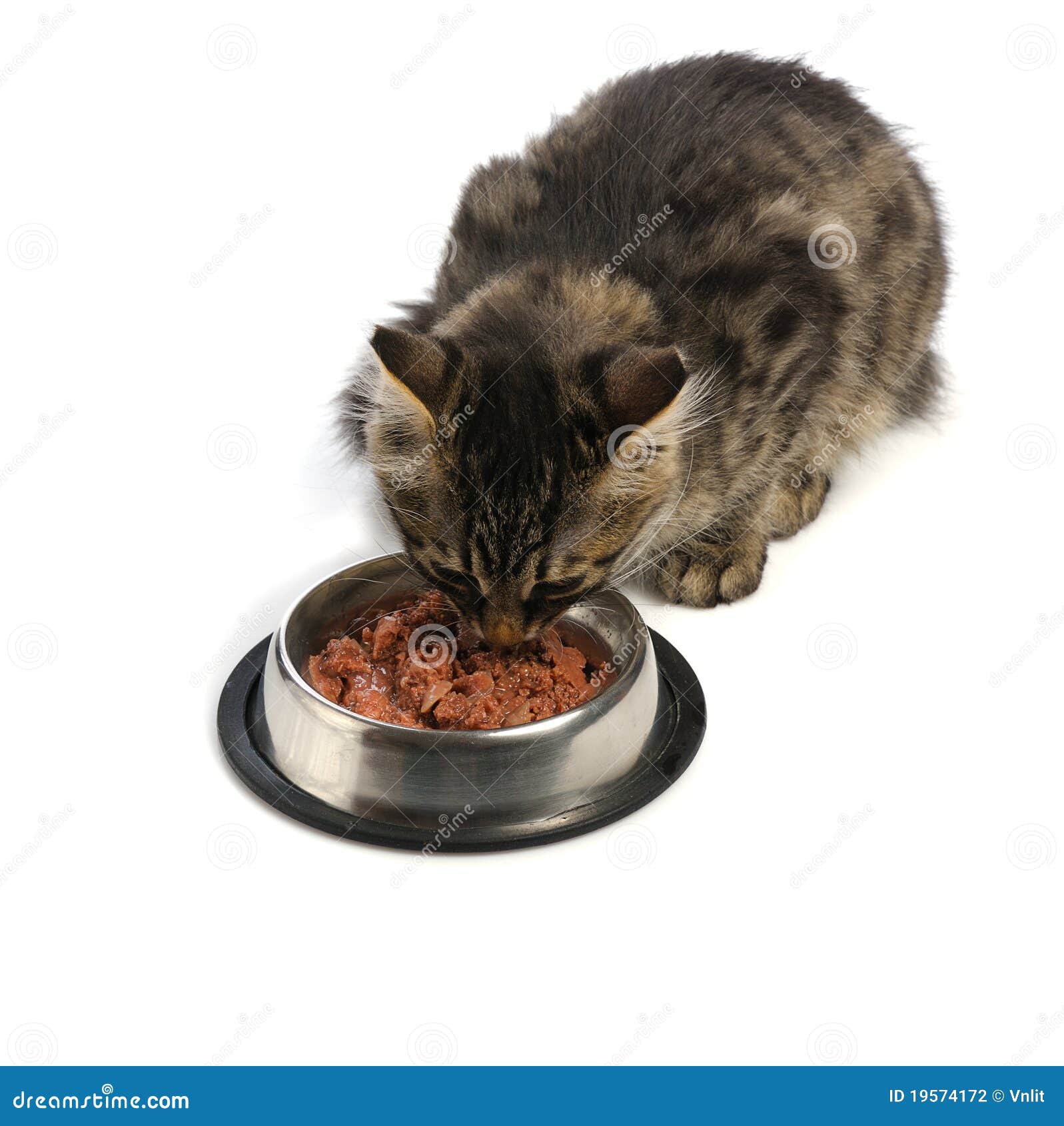 Feeding cat stock photo. Image of eating, behavior, domestic - 19574172