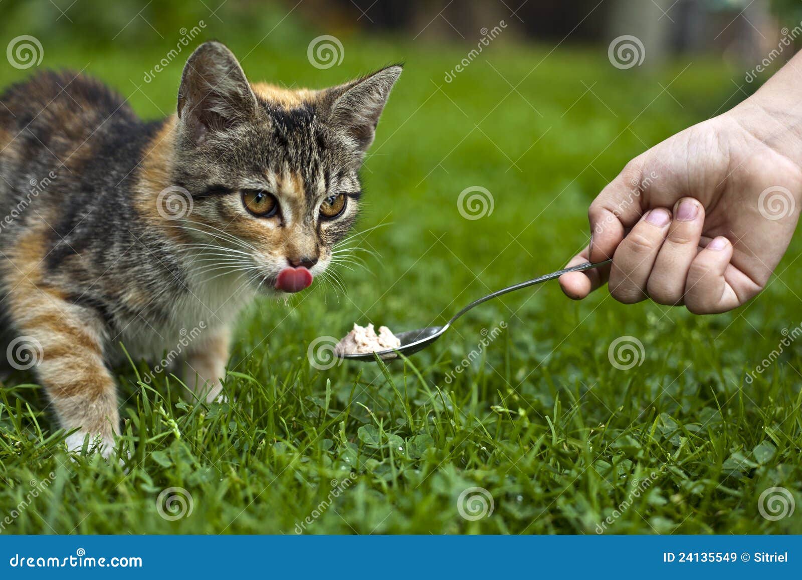 Feeding cat stock image. Image of hand, food, feeding - 24135549
