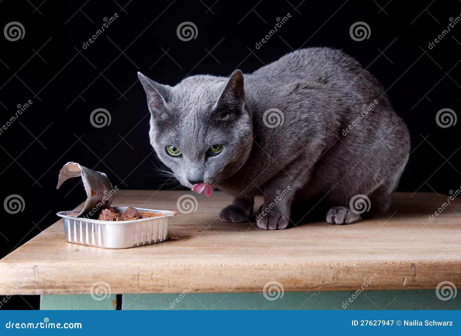 Feeding the Cat stock image. Image of housecat, feed - 27627947