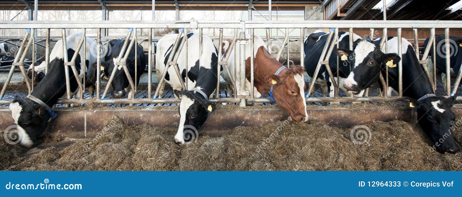 Feeding Cattle stock image. Image of stable, eating, farm - 12964333
