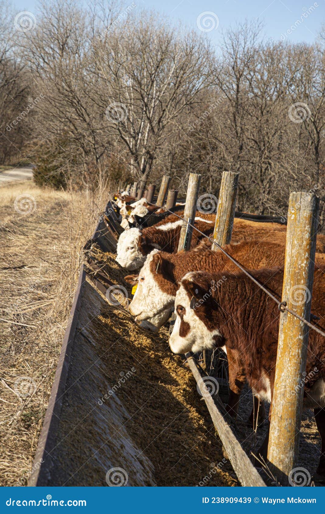 Feeding cattle stock image. Image of beef, breeding - 238909439