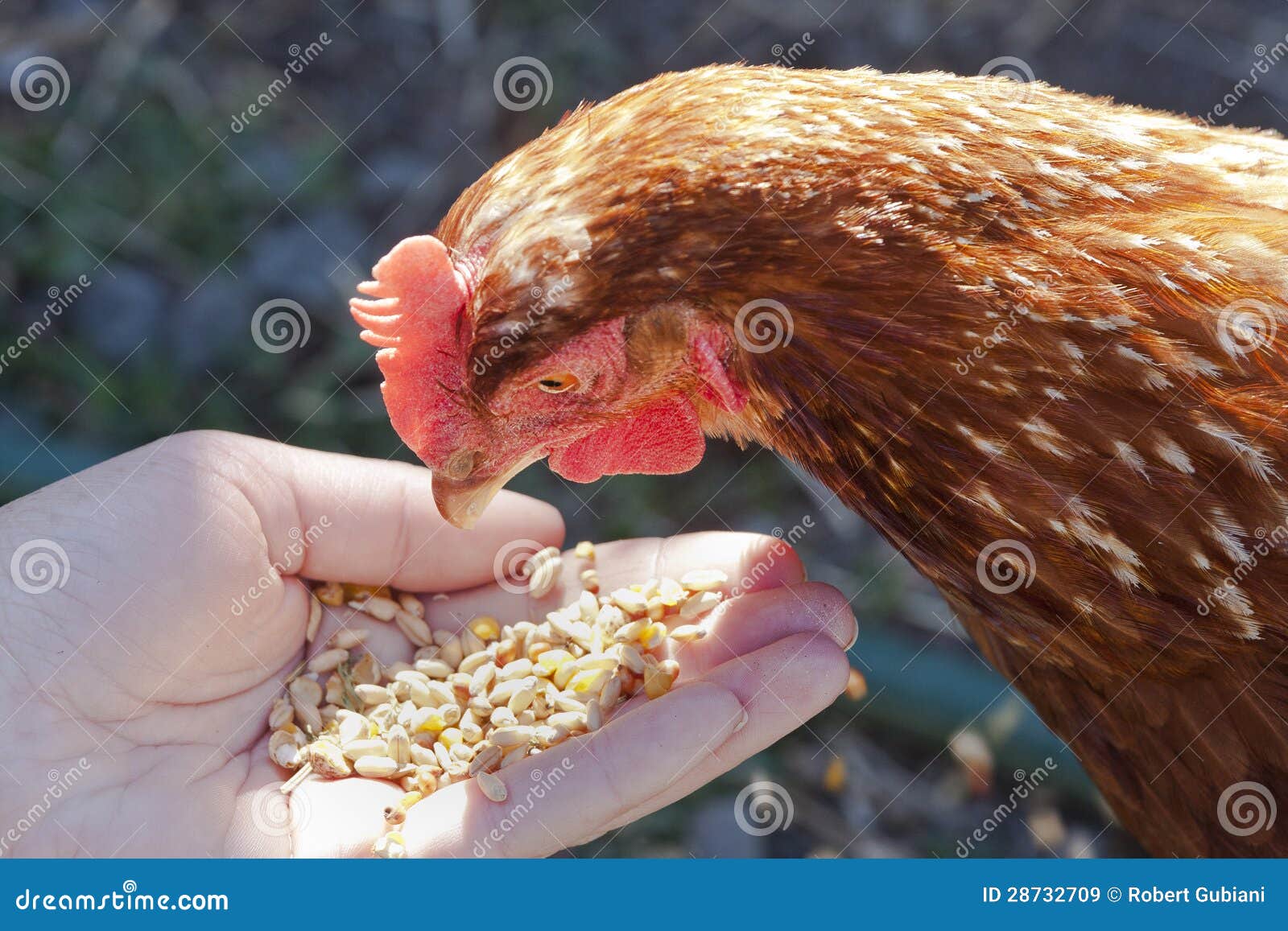 Feeding the chicken stock image. Image of poultry, eggs - 28732709