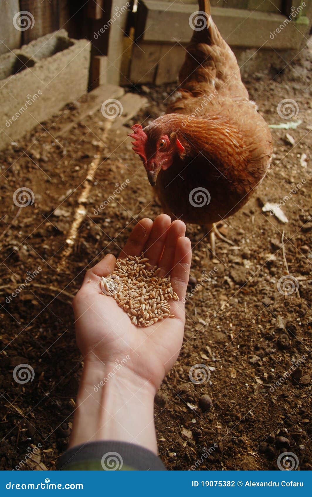 Feeding chicken from hand stock photo. Image of chicken - 19075382