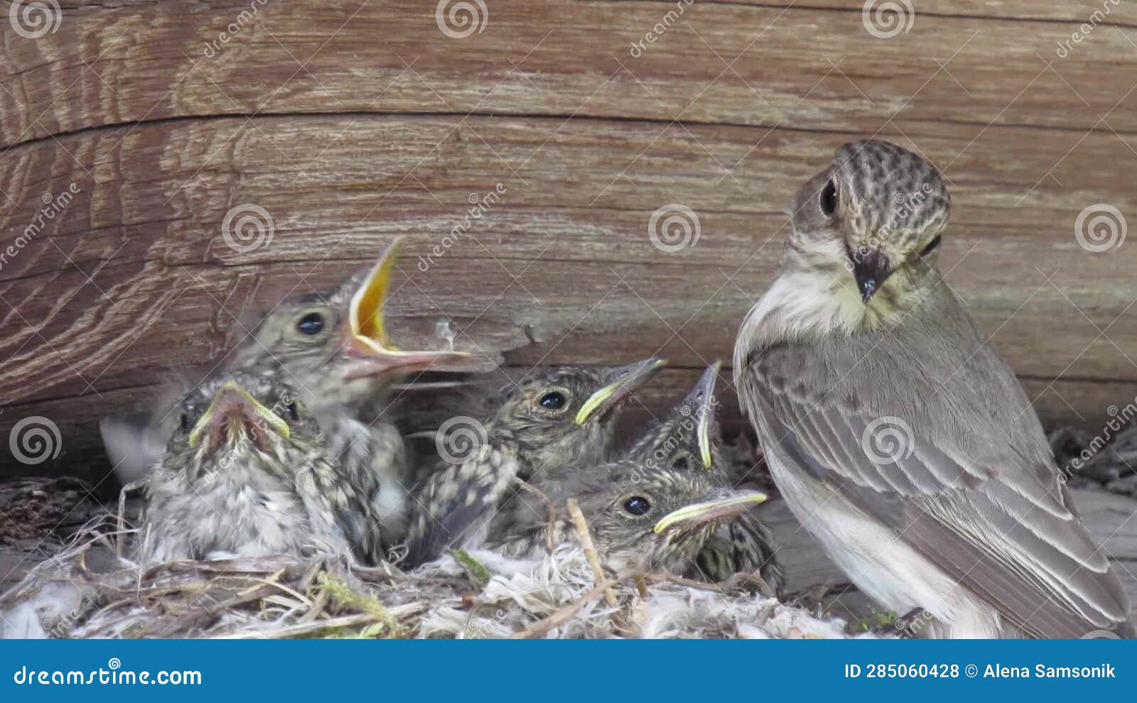 Feeding Chicks, Bird Life in the Wild. Stock Footage - Video of baby ...