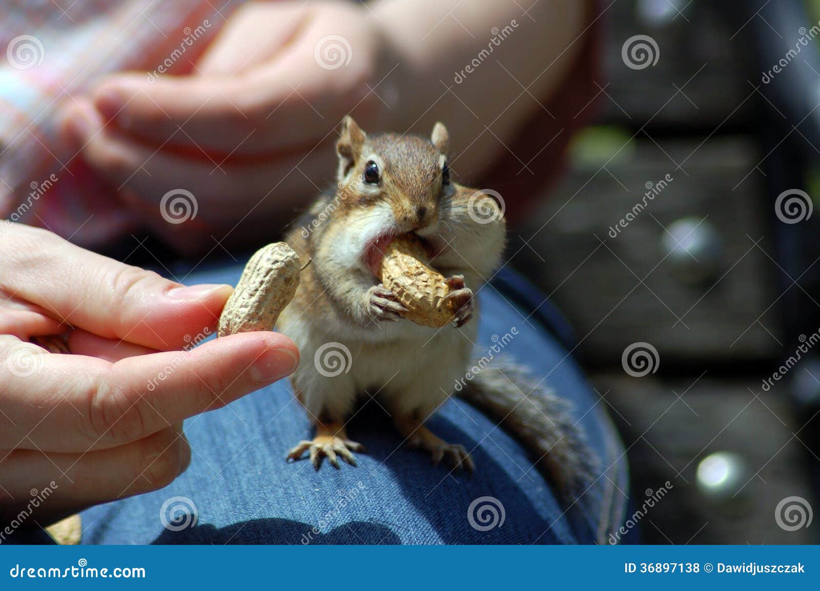 Feeding chipmunk stock photo. Image of animal, cheek - 36897138