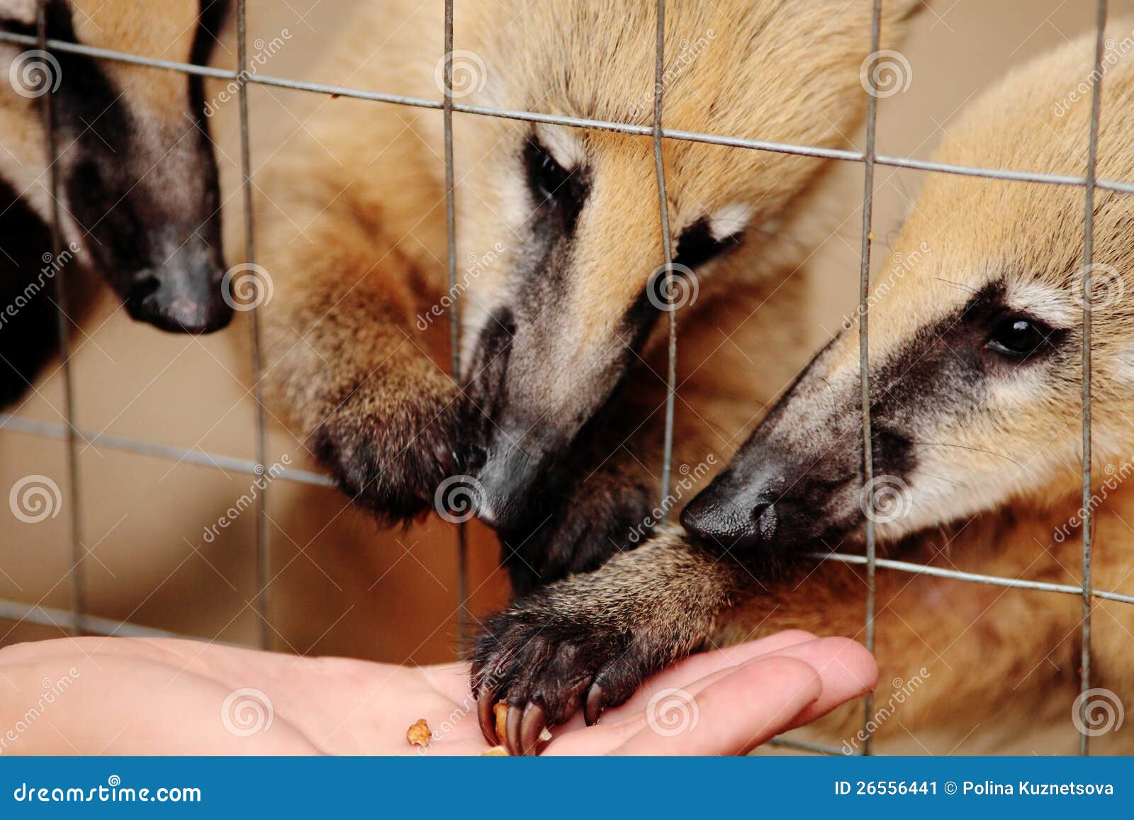 Feeding coati stock image. Image of gelendzhik, cell - 26556441