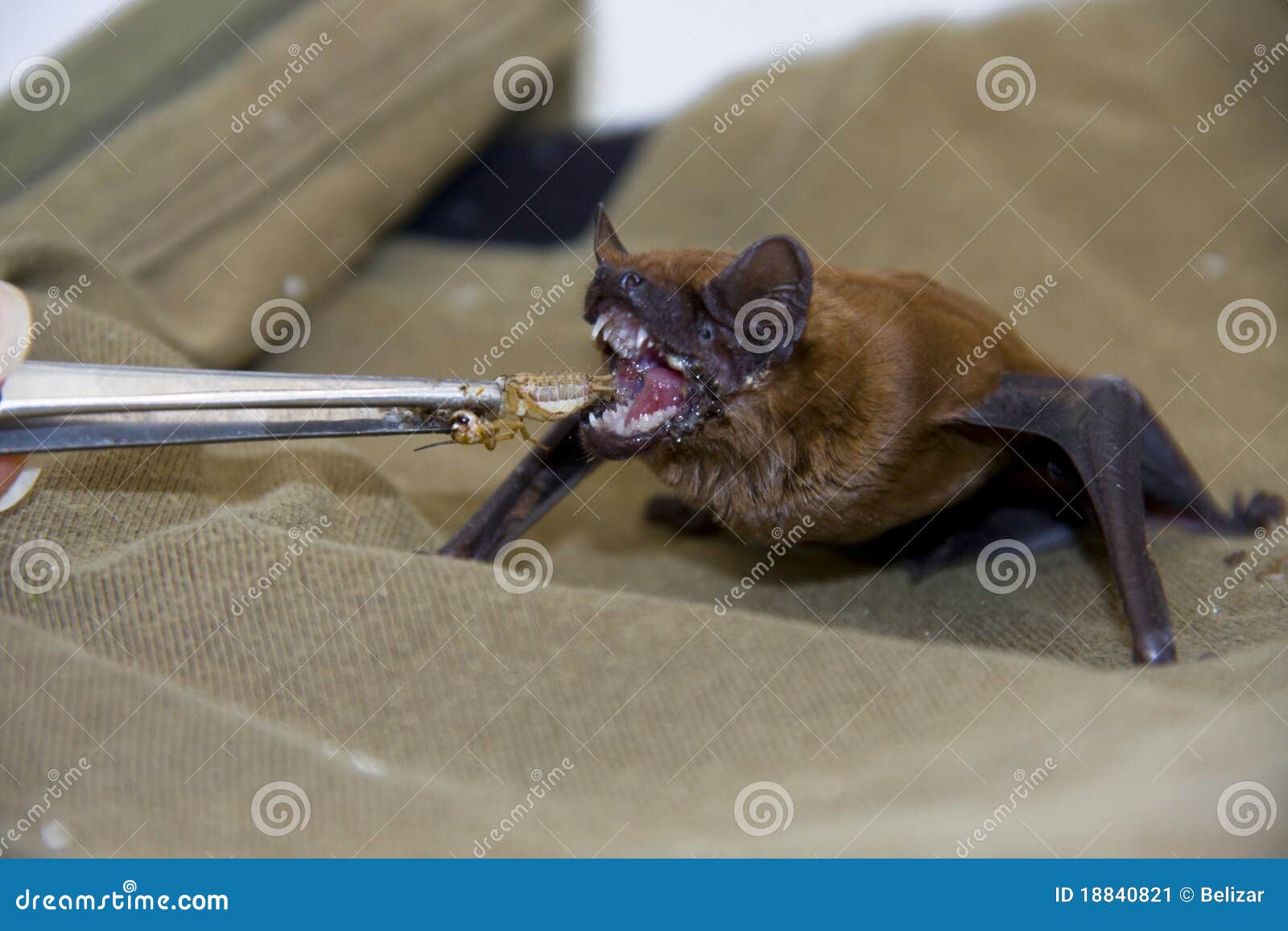 Feeding a Common Noctule (Nyctalus Noctula) Stock Image - Image of ...
