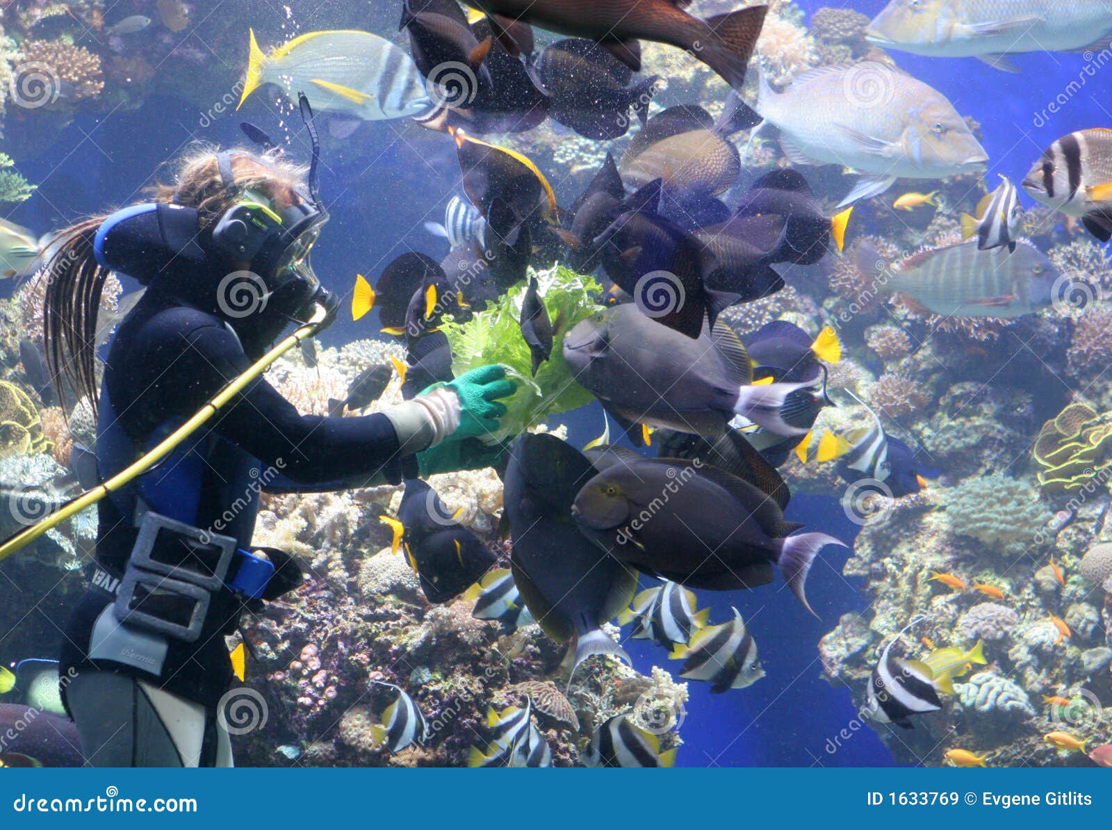 Feeding the Coral Reef Fishes Stock Image - Image of fish, deep: 1633769