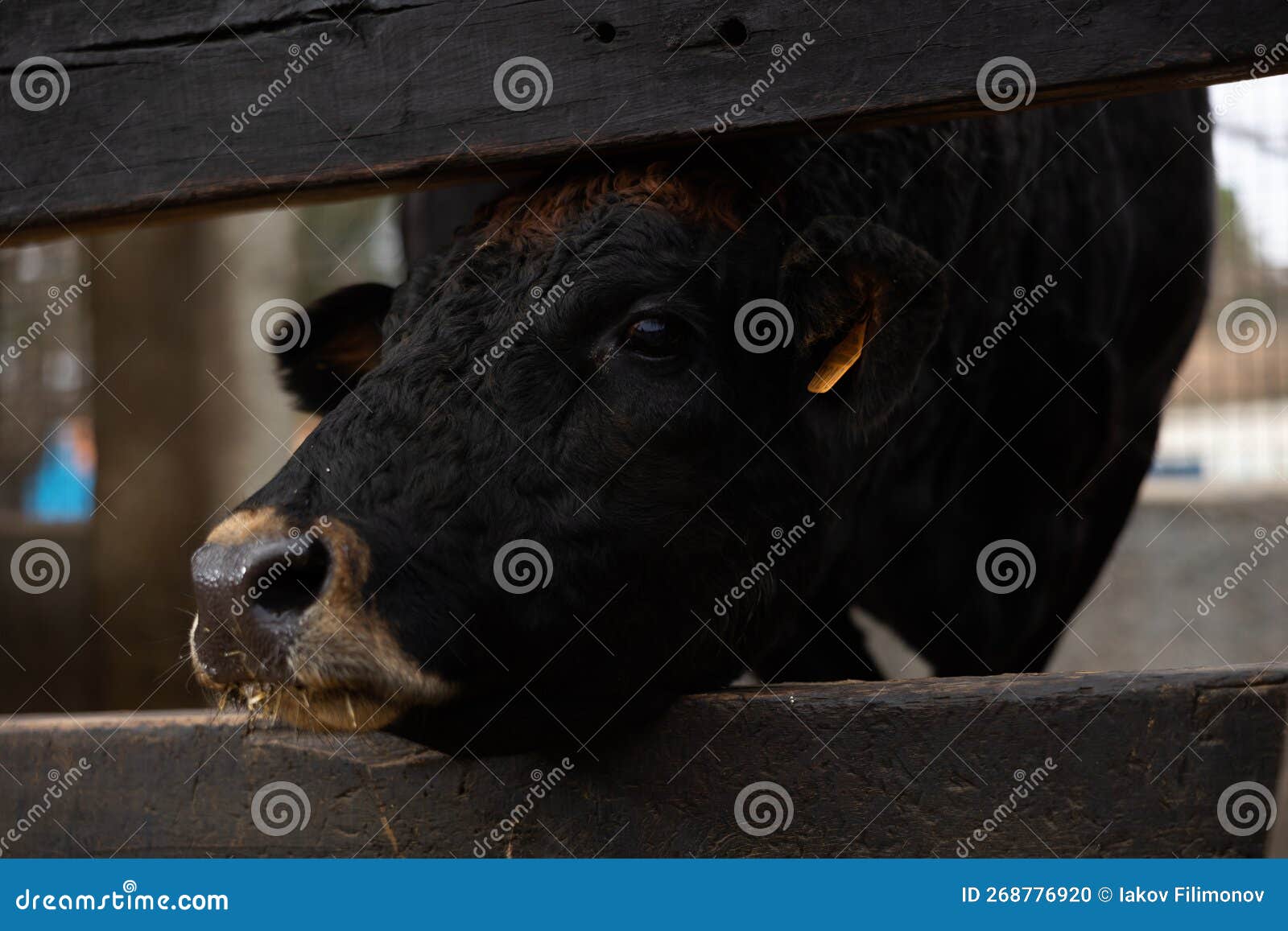 Feeding a Cow in a Stall at Livestock Farm Stock Photo - Image of ...