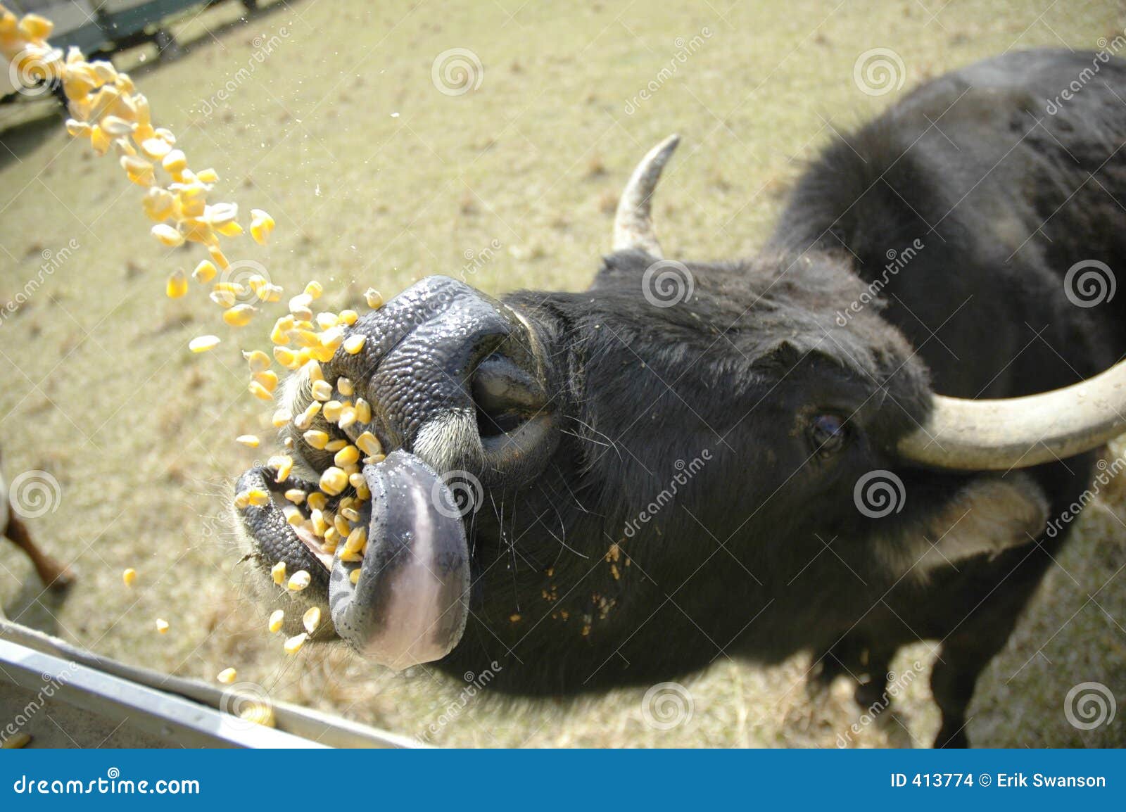 Feeding the cows stock photo. Image of tongue, bovine, mammal - 413774