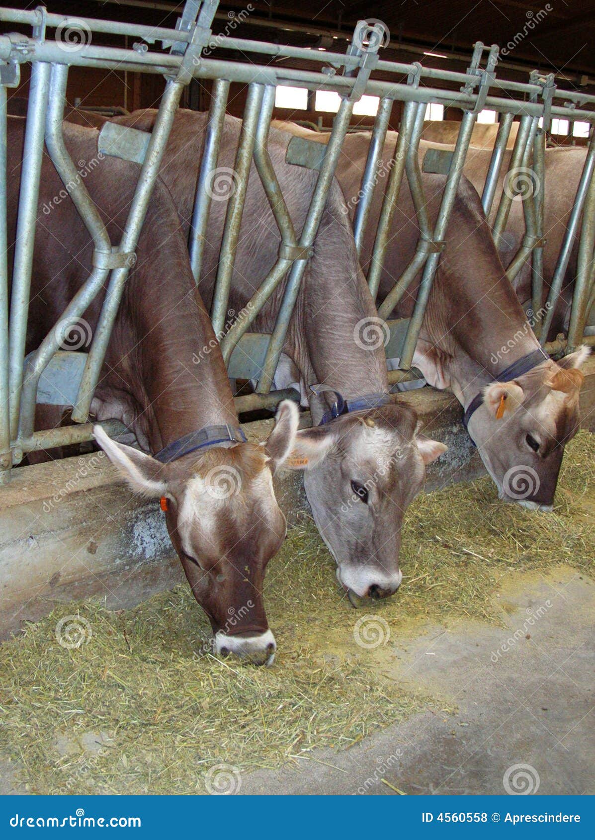 Feeding cows stock photo. Image of beef, farm, milk, barn - 4560558