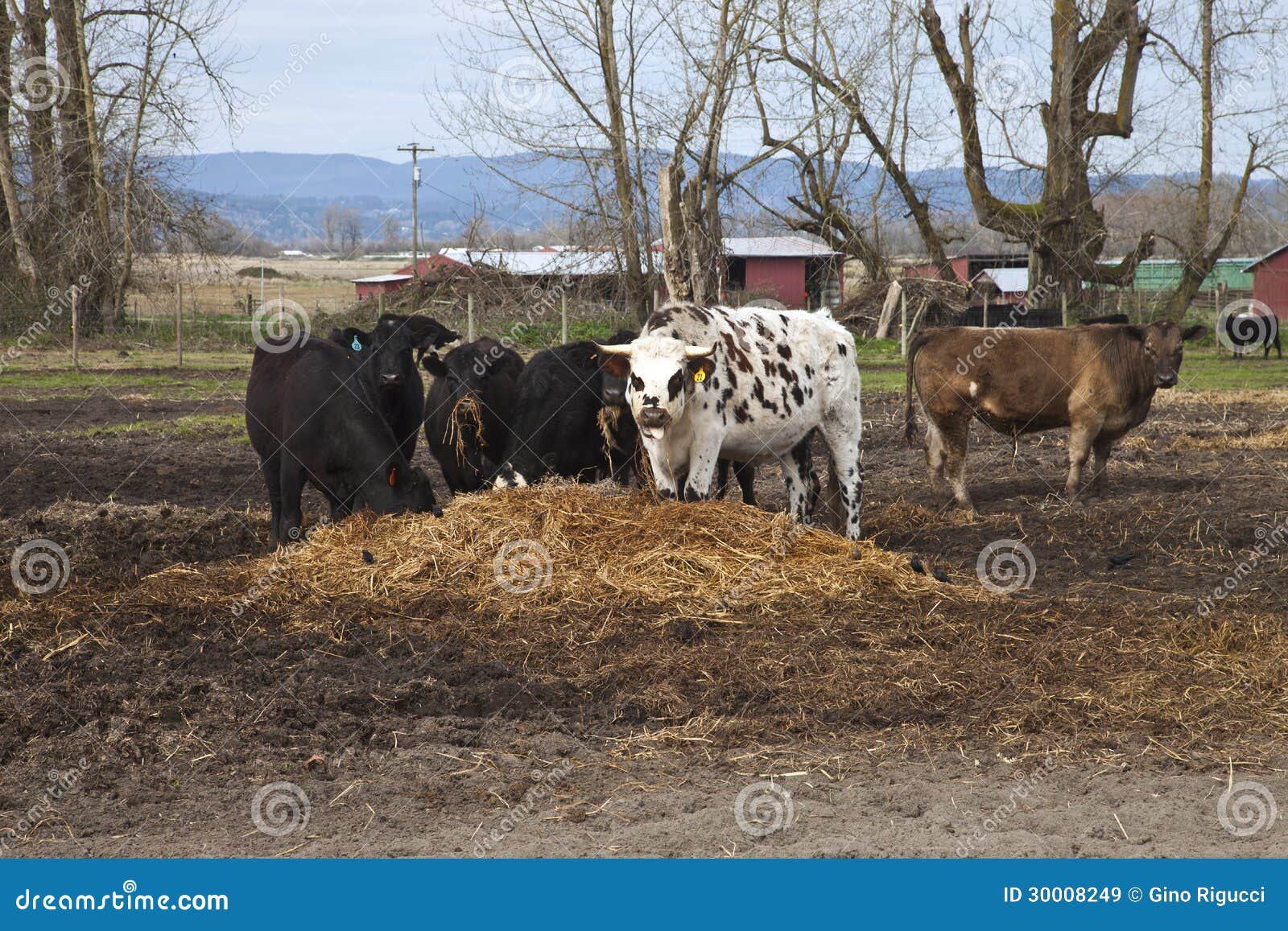 Feeding Cows and a Bull, Oregon. Stock Image - Image of oregon, pacific ...