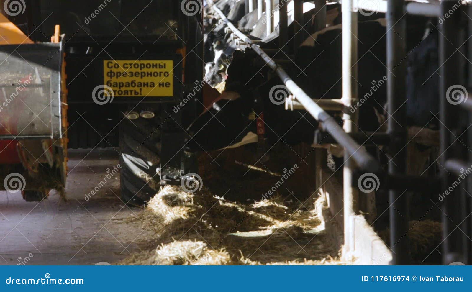 Feeding Cows on Farm with Automated Feed Distributor Stock Footage ...