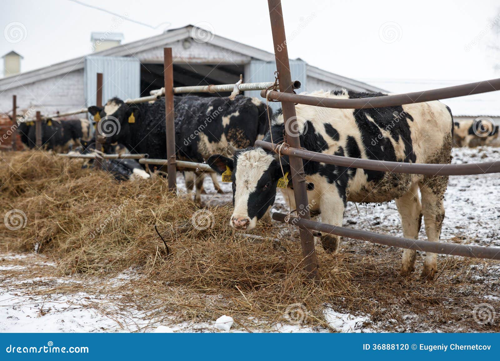 Feeding Cows on the Farm in Winter Stock Photo - Image of railing ...