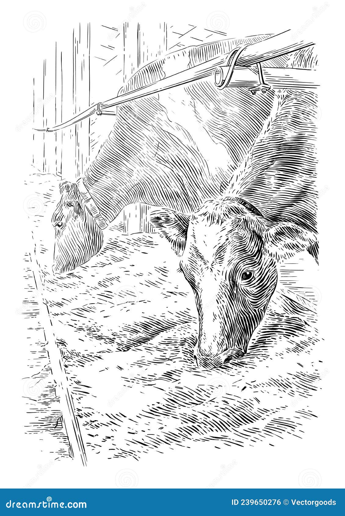 Feeding Cows with Hay Hand Drawing Sketch Engraving Illustration Style ...