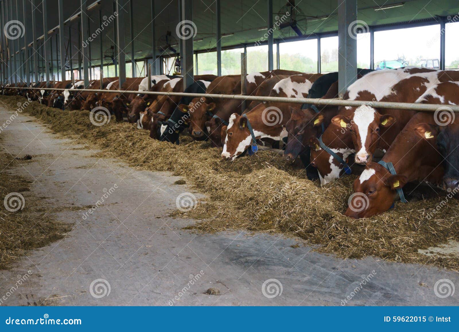 Feeding cows stock image. Image of indoor, brown, looking - 59622015