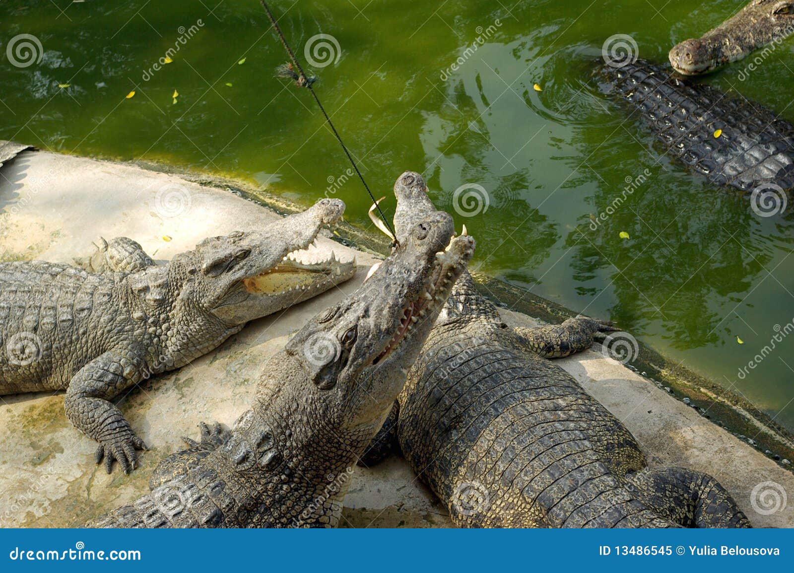 Feeding of crocodiles stock image. Image of thailand - 13486545