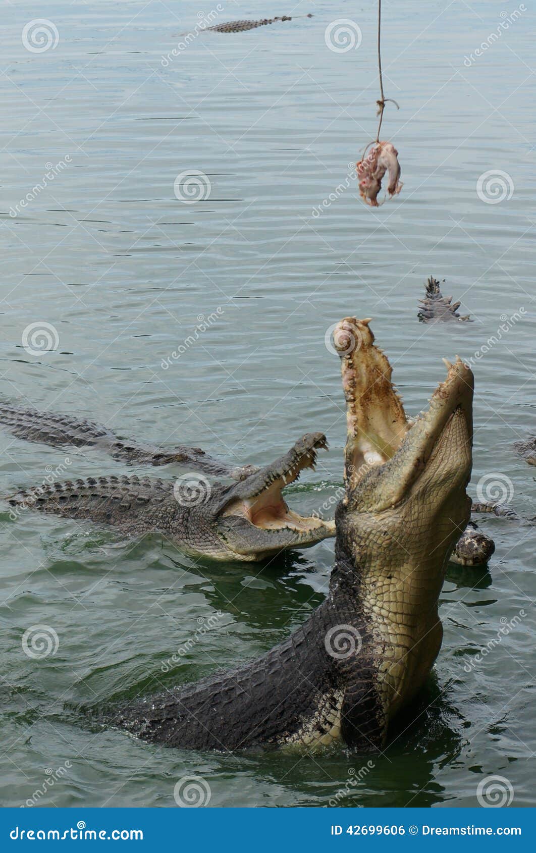 Feeding Crocodiles in Thai Farm Stock Photo - Image of reptiles ...