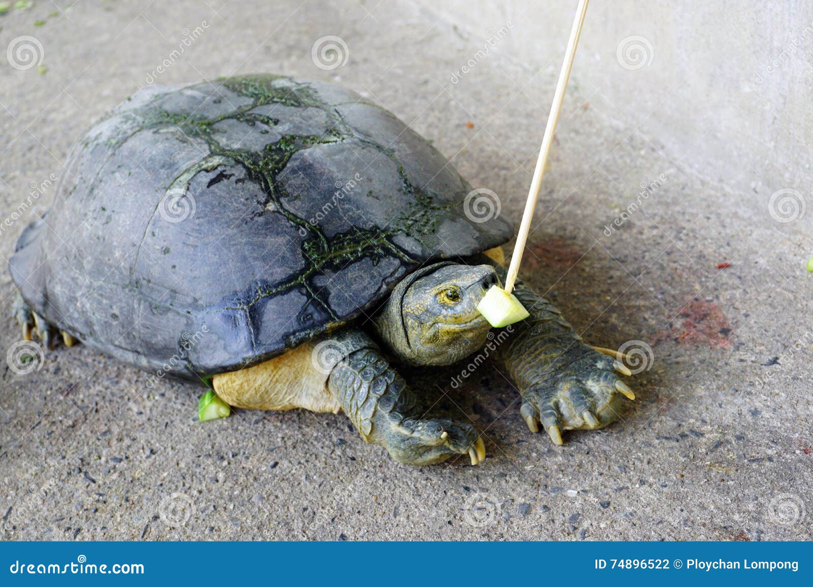 Feeding cucumber to turtle stock photo. Image of baby - 74896522
