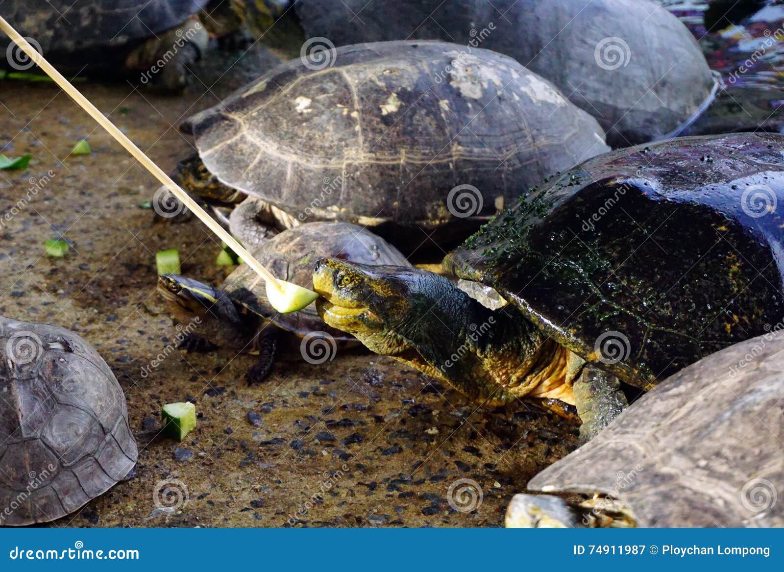 Feeding cucumber to turtle stock image. Image of hungry - 74911987