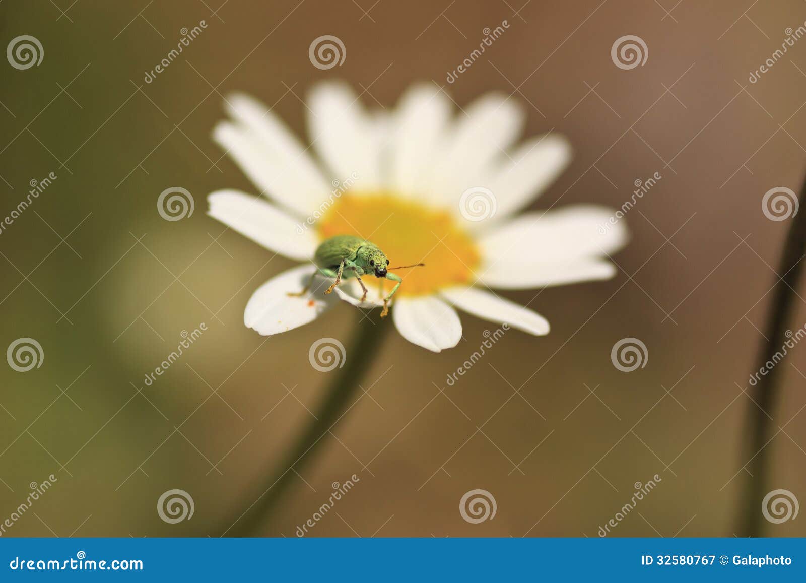 Feeding on a daisy stock image. Image of insect, daisy - 32580767